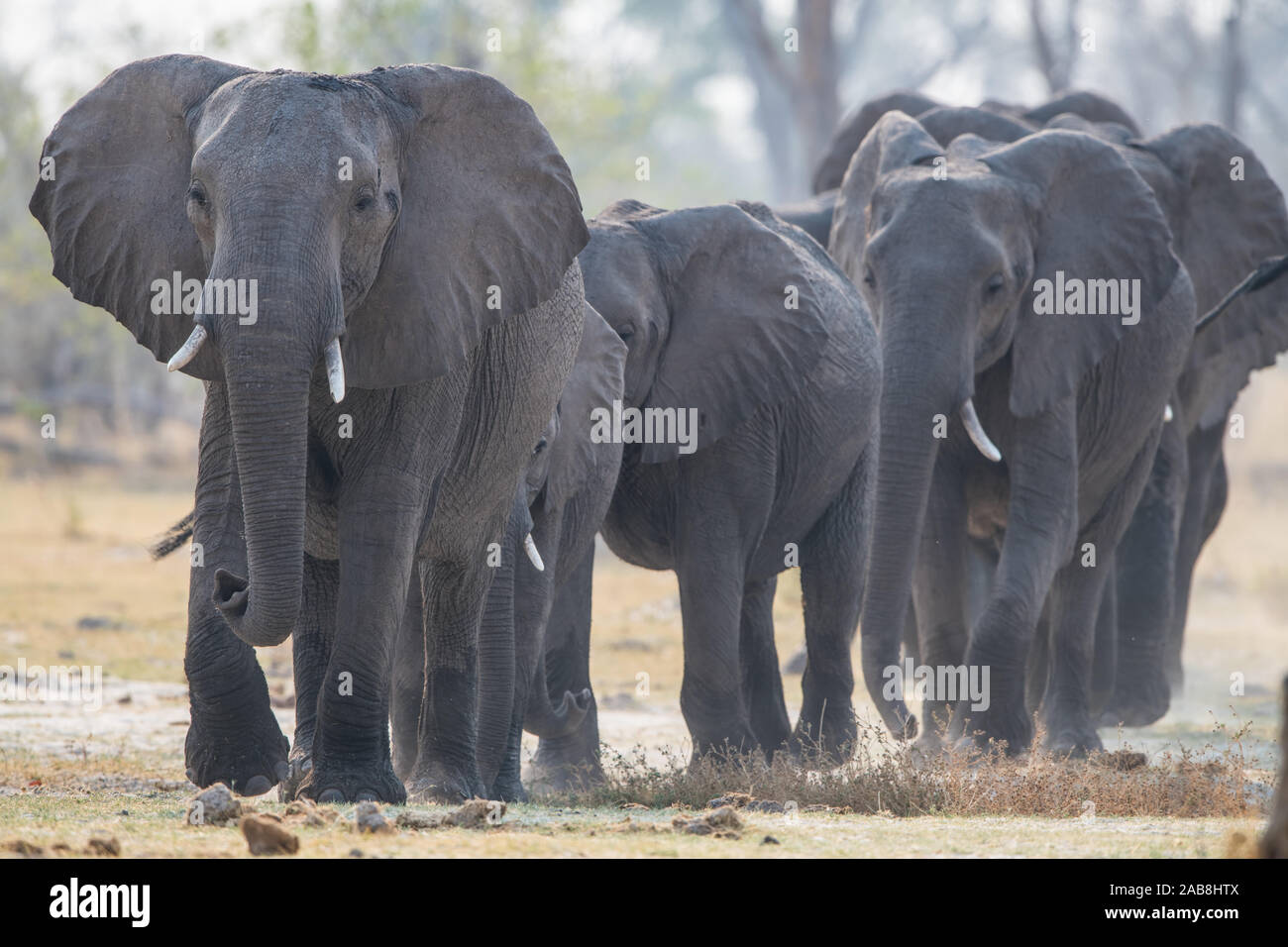 Elephant breeding herd walking in a row in Moremi NP (3rd bridge area ...