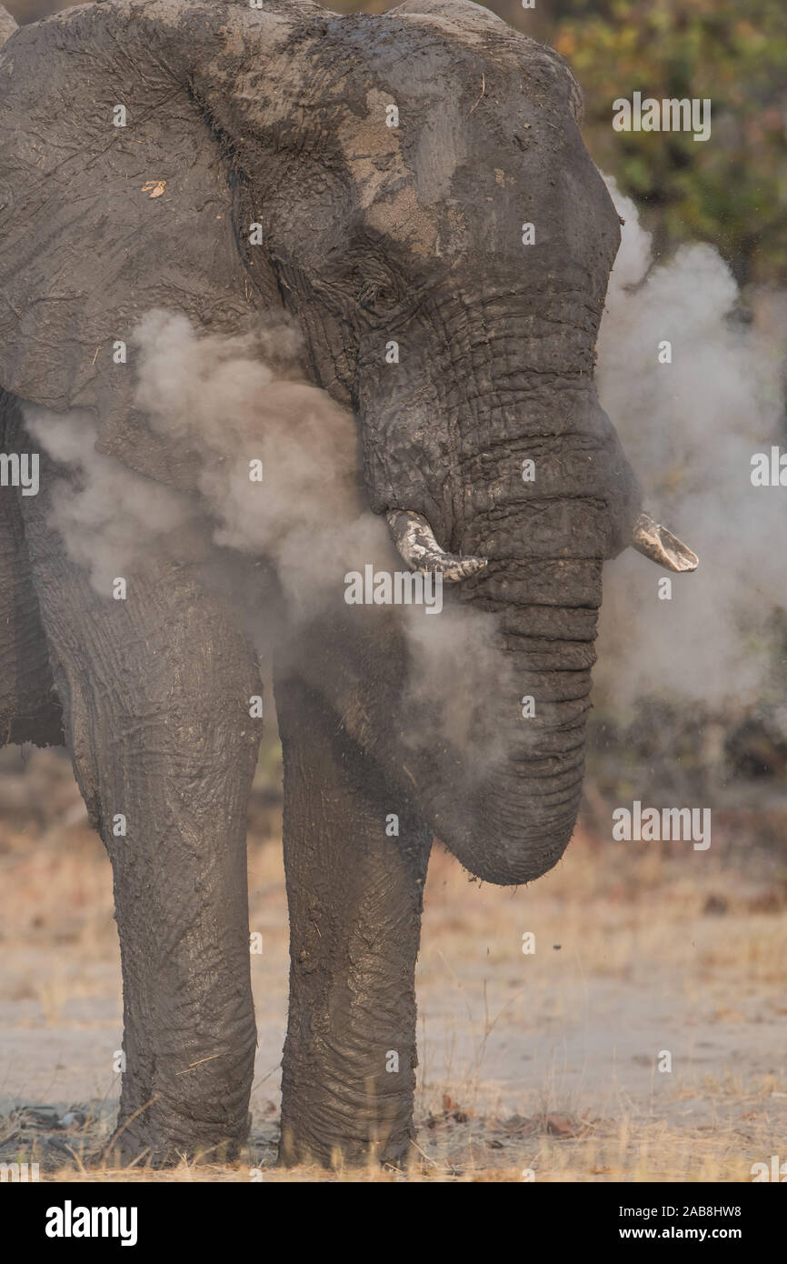 Bull dust hi-res stock photography and images - Alamy
