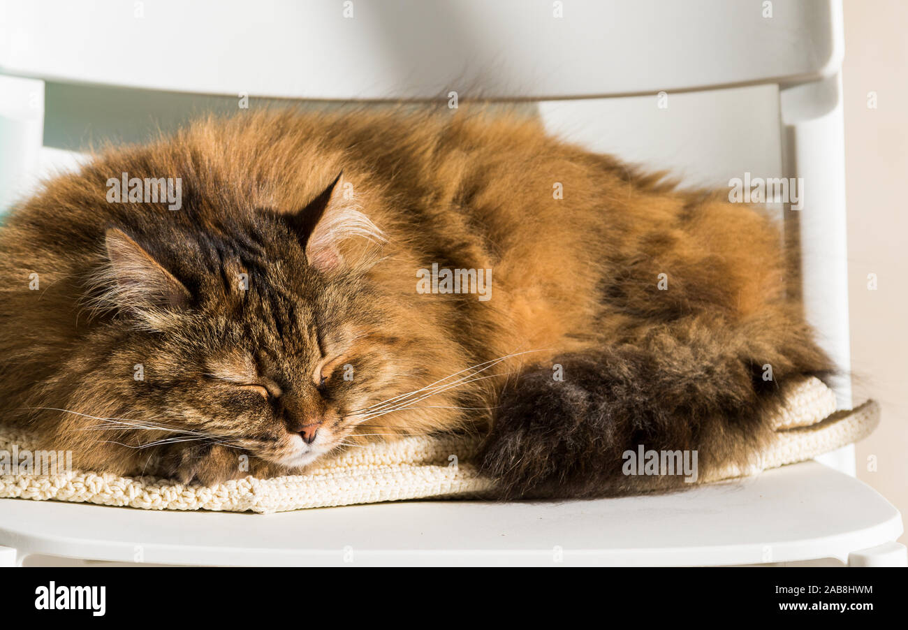 Pretty domestic cat of siberian breed in relax outdoor Stock Photo - Alamy