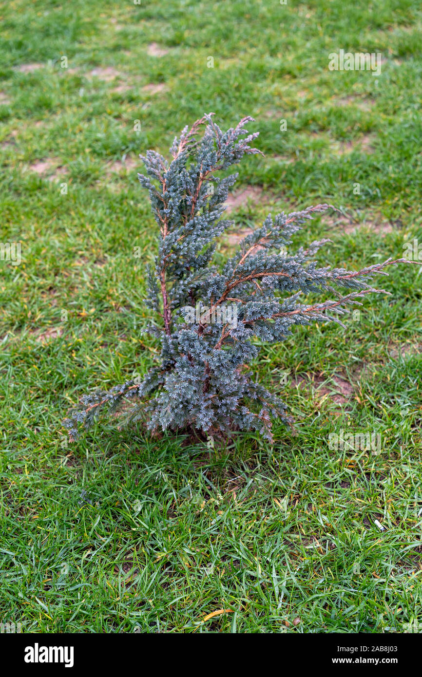 landscape design. evergreen shrubs - juniper bush on the lawn Stock ...