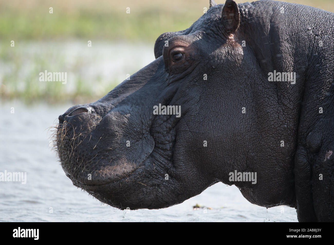 Side view of hippo hi-res stock photography and images - Alamy