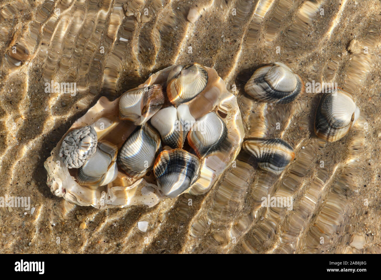 Under sea hi-res stock photography and images - Alamy