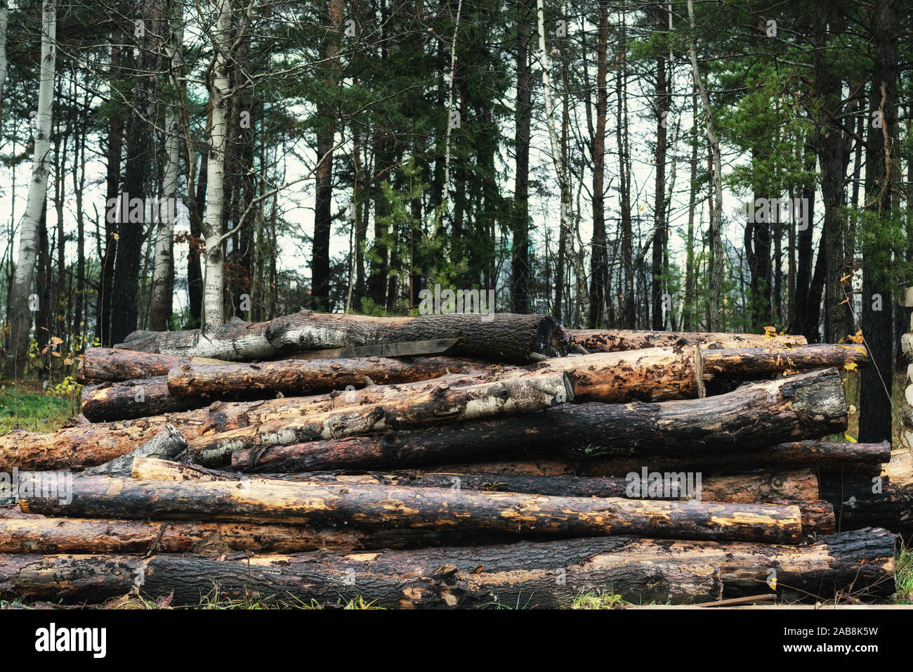environmental issues - sawn trees in the forest Stock Photo - Alamy