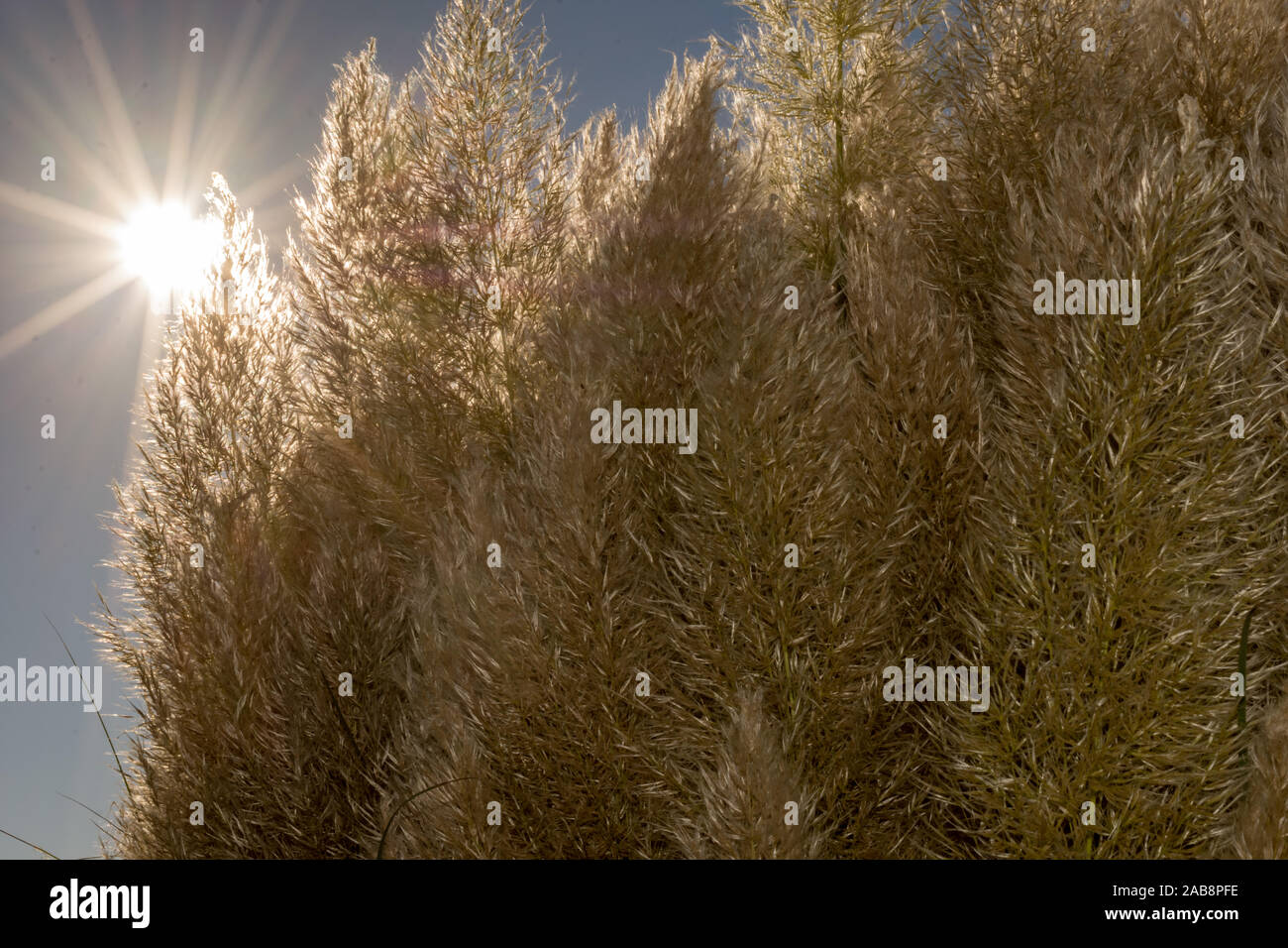 Spring branches of trees. Leaves start to grow. Clean forest air Stock ...