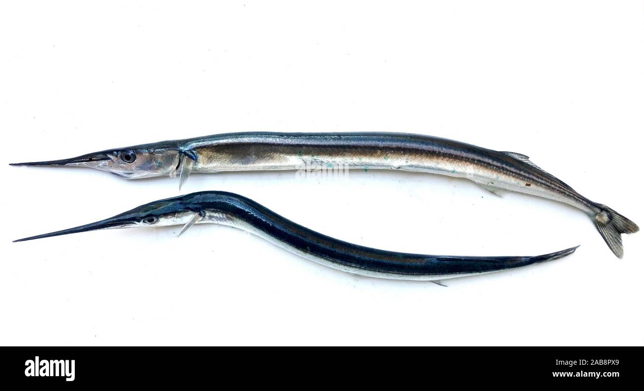 Needlefish Injury