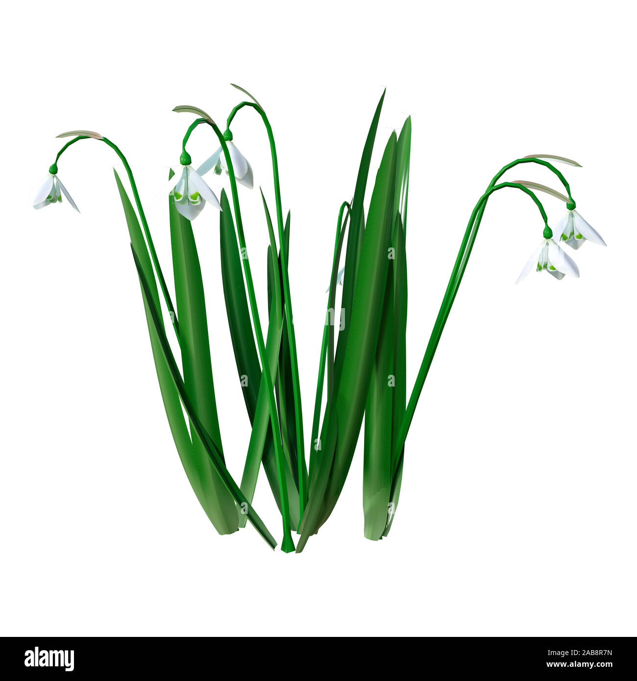 3D rendering of a group of snowdrop flowers isolated on white ...