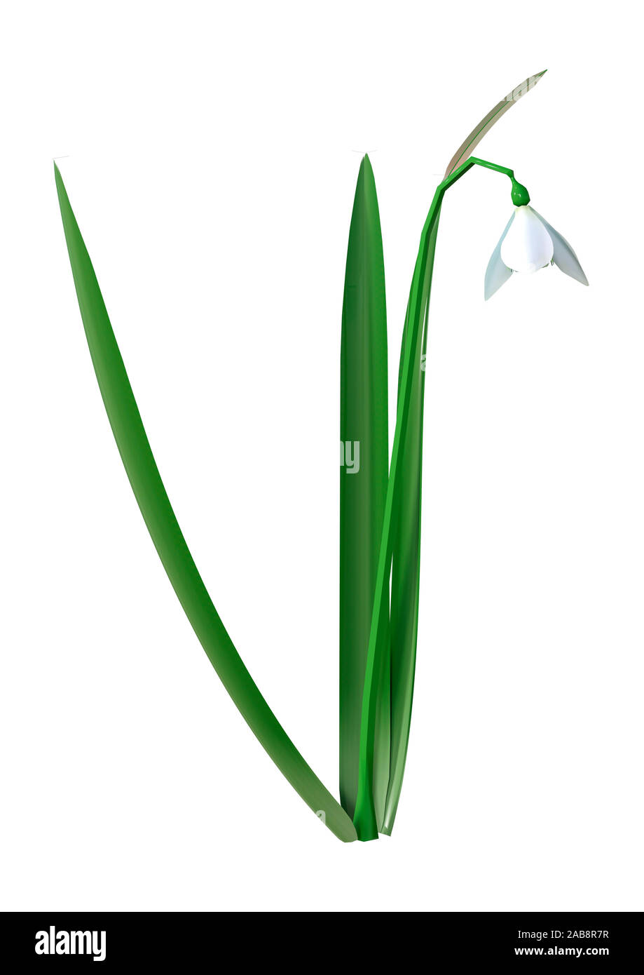3D rendering of a single snowdrop flower isolated on white background ...