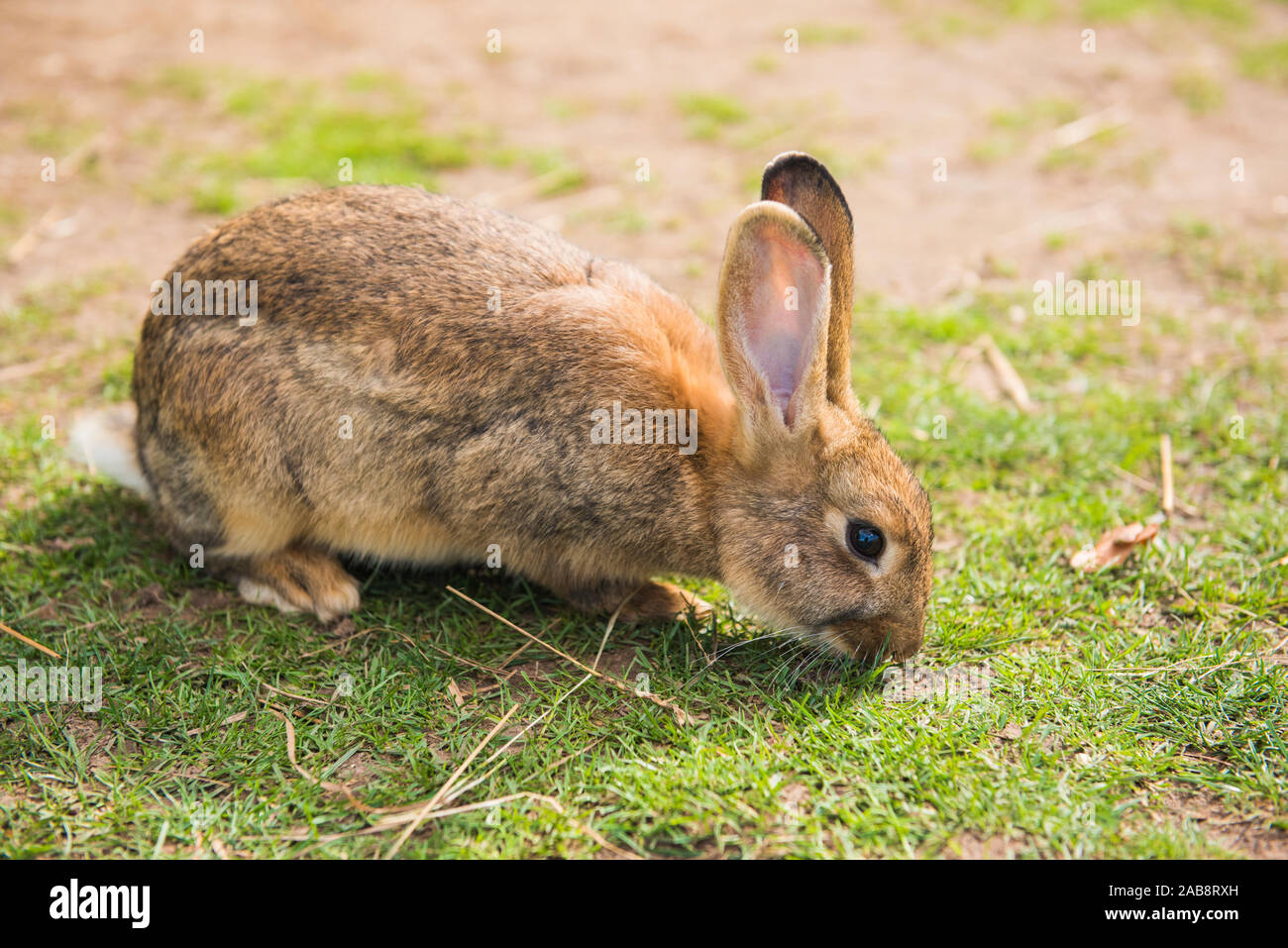 Rabbit eat flower hi-res stock photography and images - Alamy
