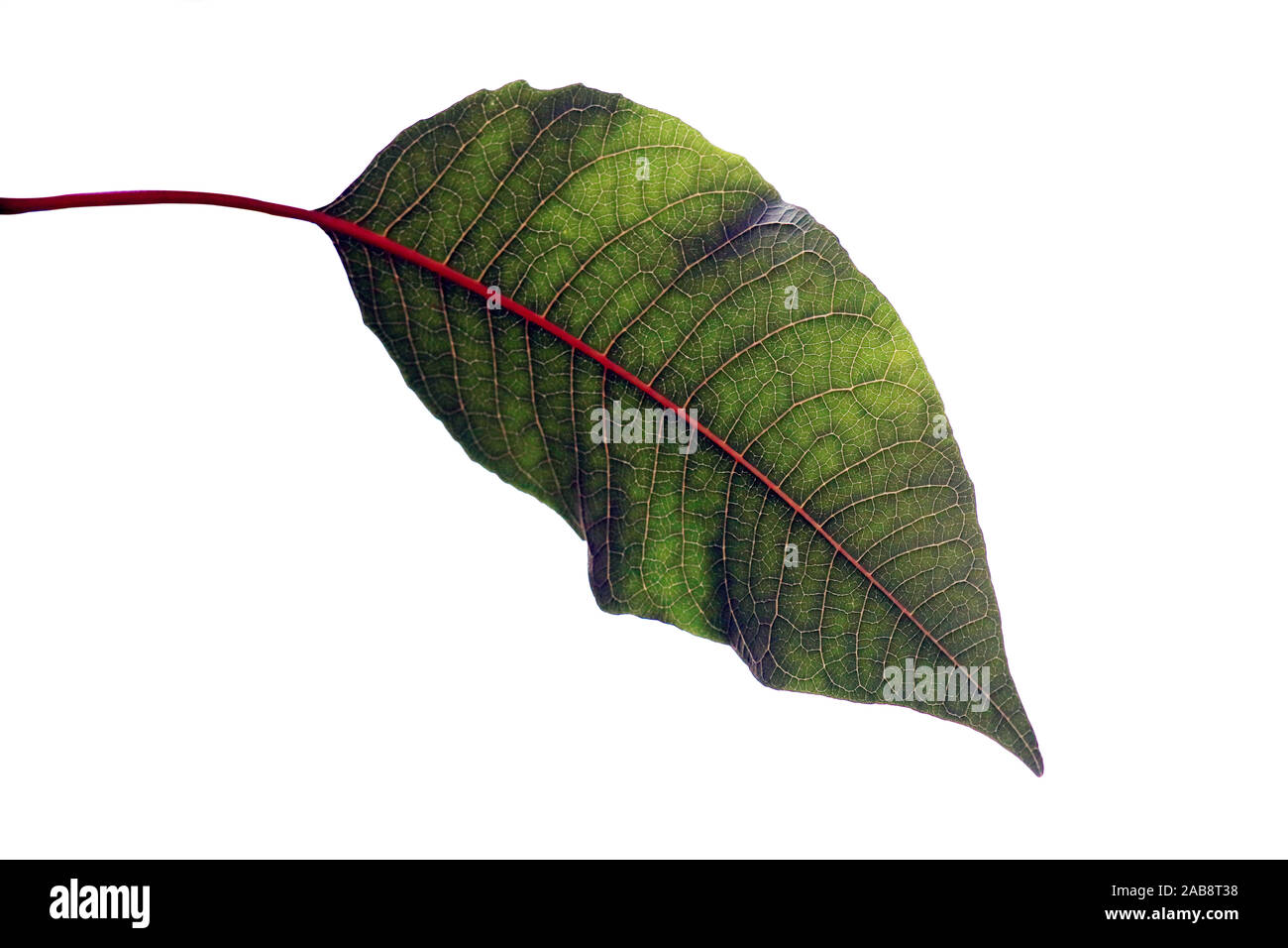 Green leaf on white sky background. Back side of green leaf. Texture of ...