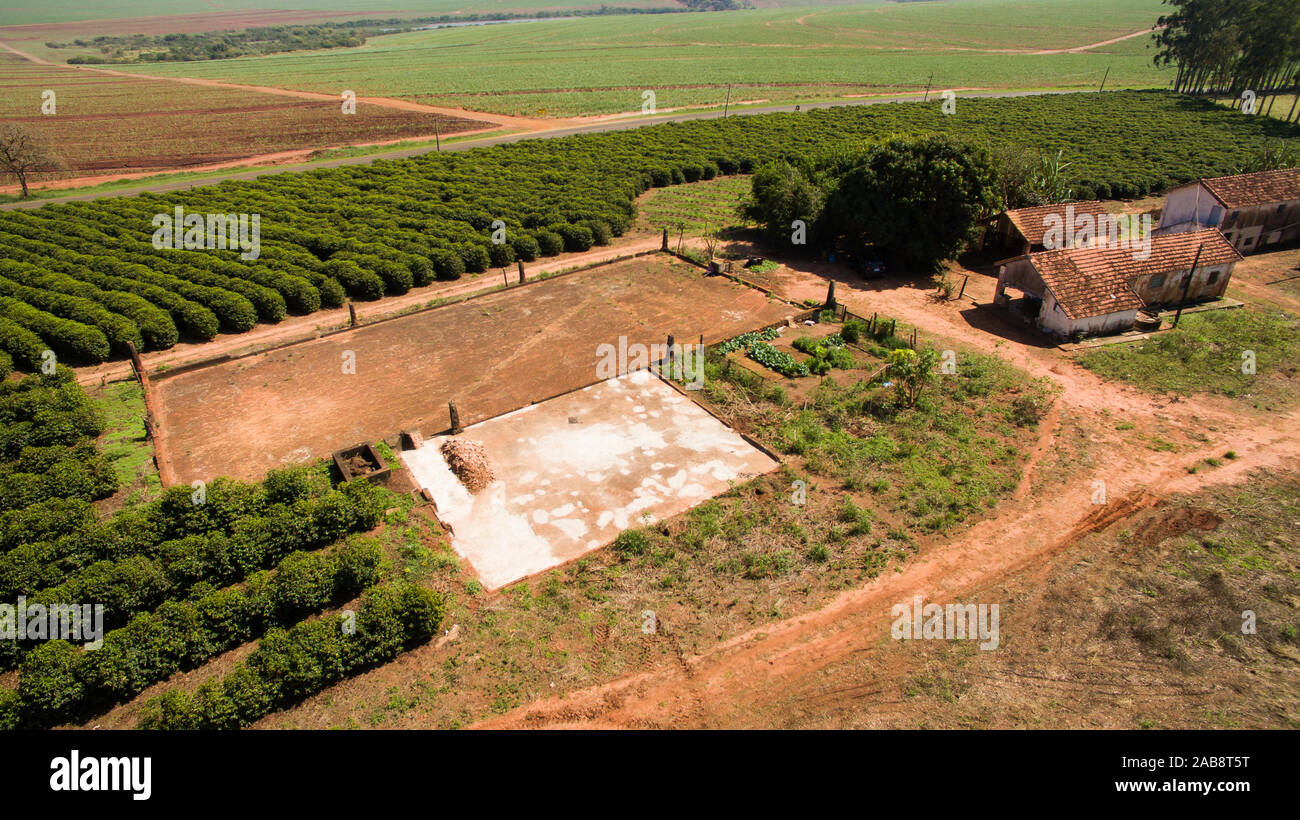 Plantation of coffee. Plantation of coffee and farm in South America ...
