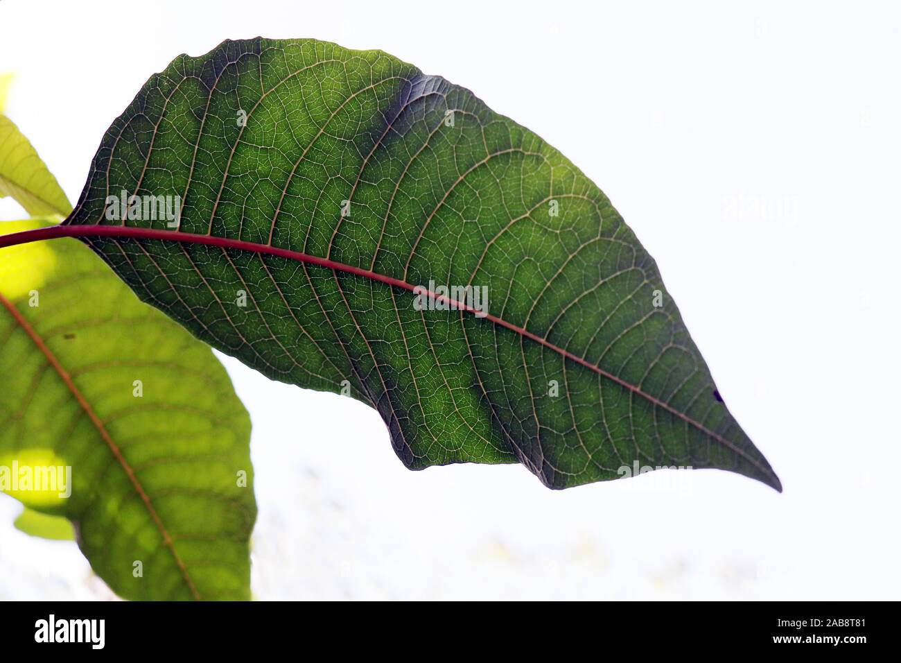 Green leaf on white sky background. Back side of green leaf. Texture of ...