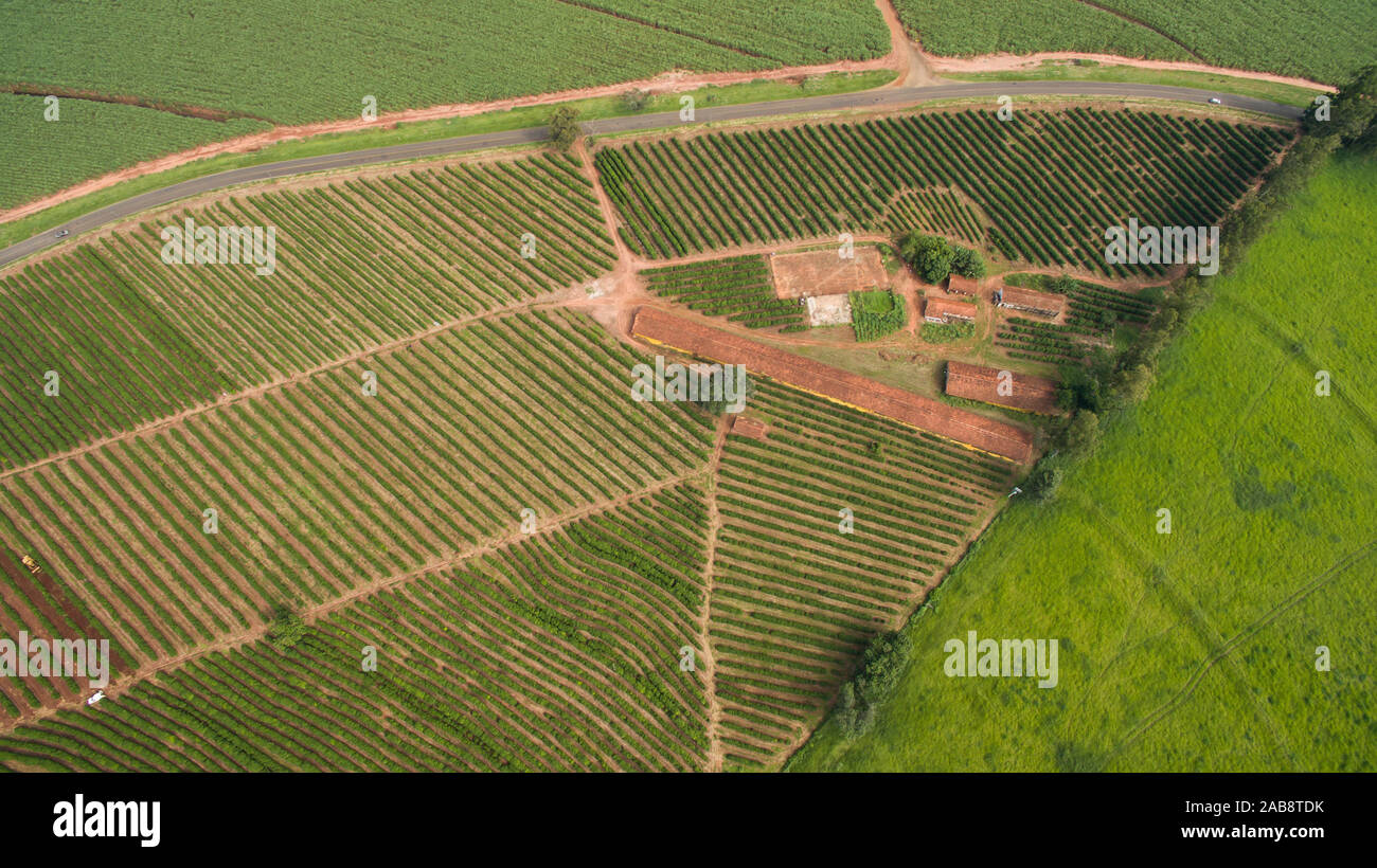 Plantation of coffee. Plantation of coffee and farm in South America ...