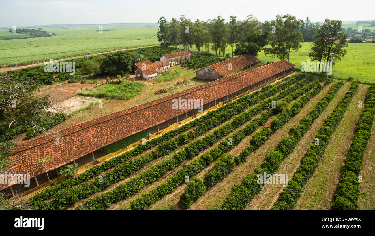 Plantation of coffee. Plantation of coffee and farm in South America ...