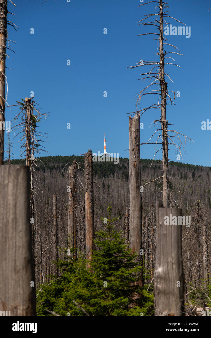 Death forest hi-res stock photography and images - Alamy