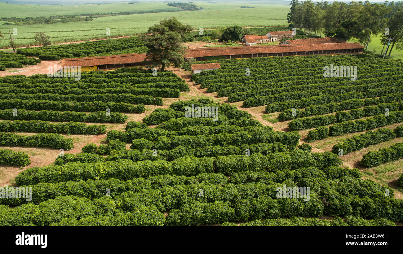 Coffee plantation. Hen house. Simple house Stock Photo - Alamy