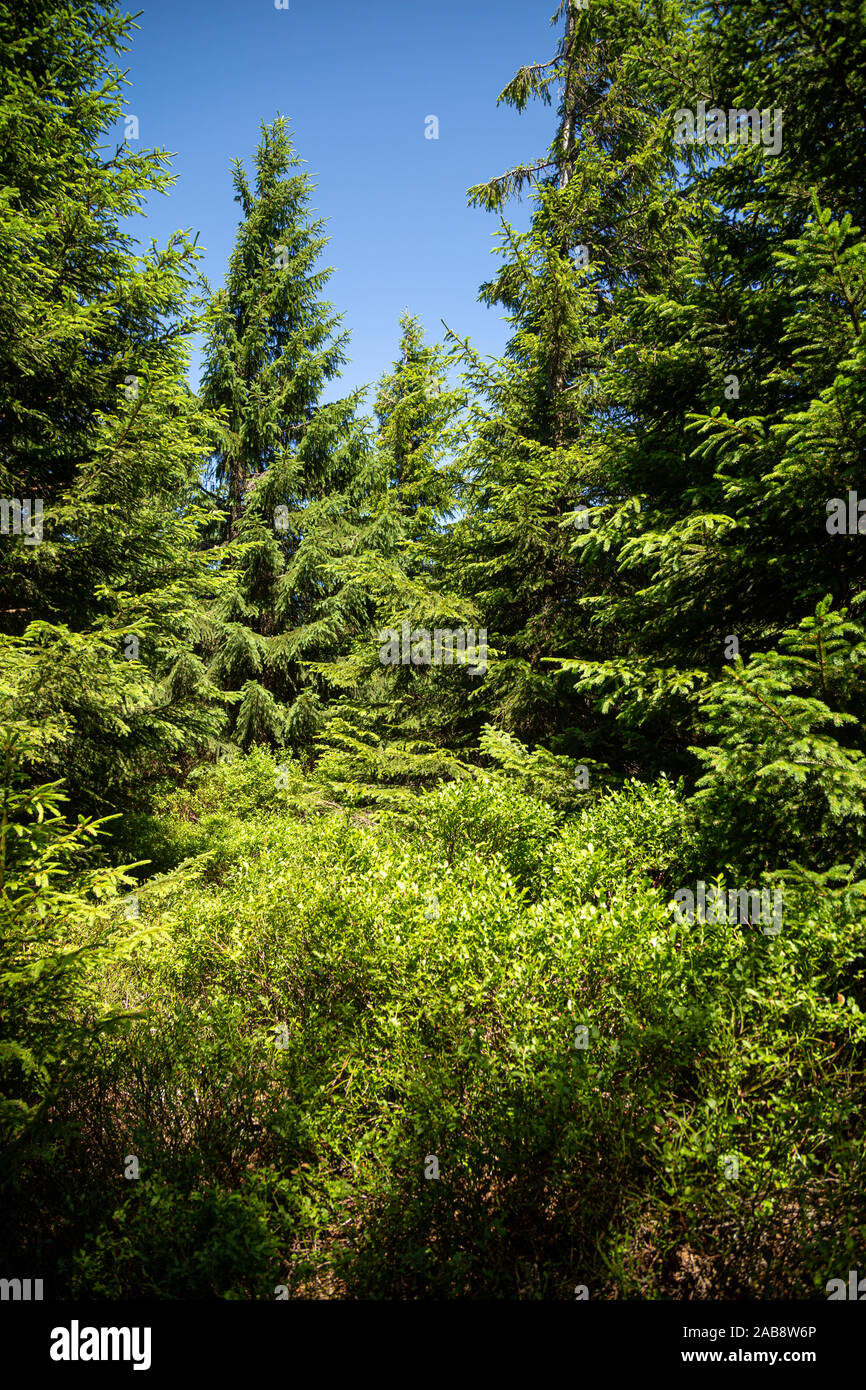 Tourist trees sky park hi-res stock photography and images - Alamy