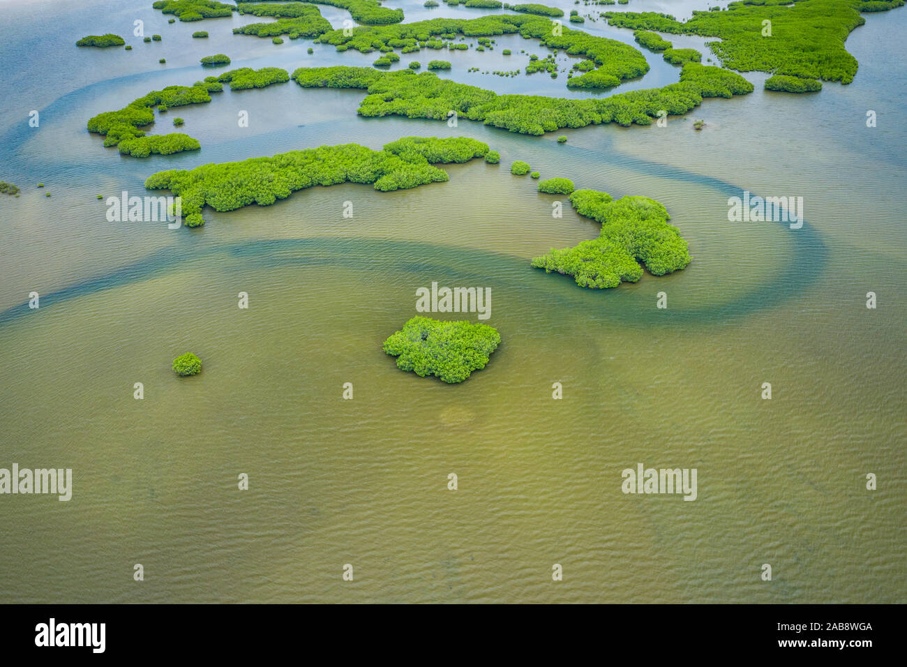 Senegal Mangroves. Aerial view of mangrove forest in the Saloum Delta ...