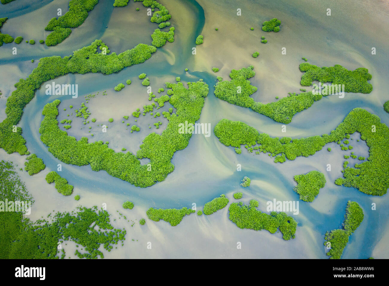 Senegal Mangroves. Aerial view of mangrove forest in the Saloum Delta ...