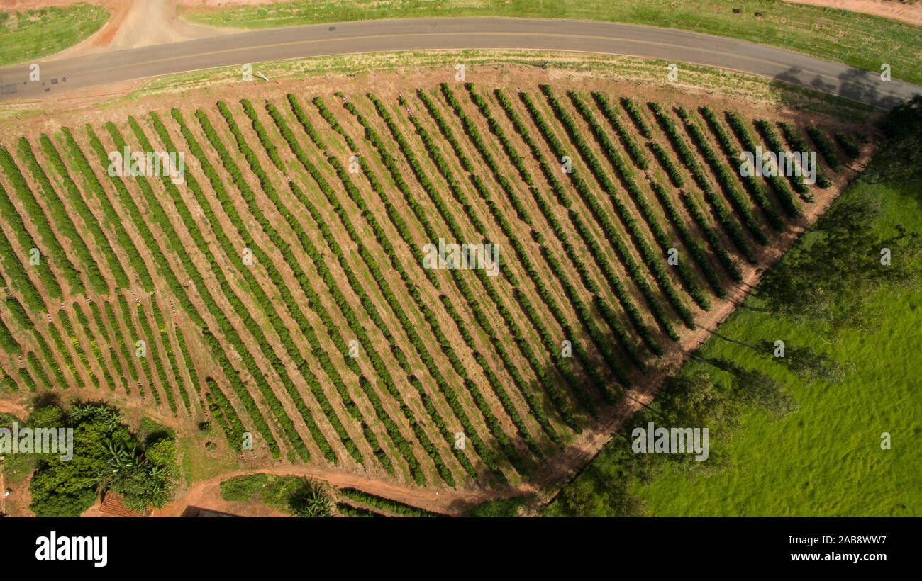 Plantation of coffee. Plantation of coffee and farm in South America ...