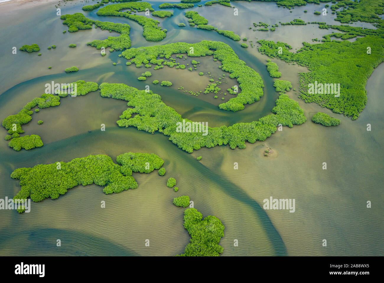 Senegal Mangroves. Aerial view of mangrove forest in the Saloum Delta ...