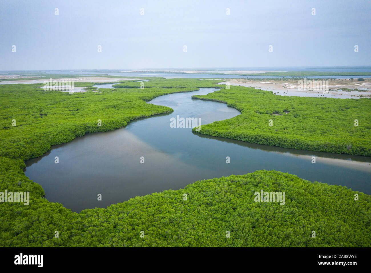 Senegal Mangroves. Aerial view of mangrove forest in the Saloum Delta ...