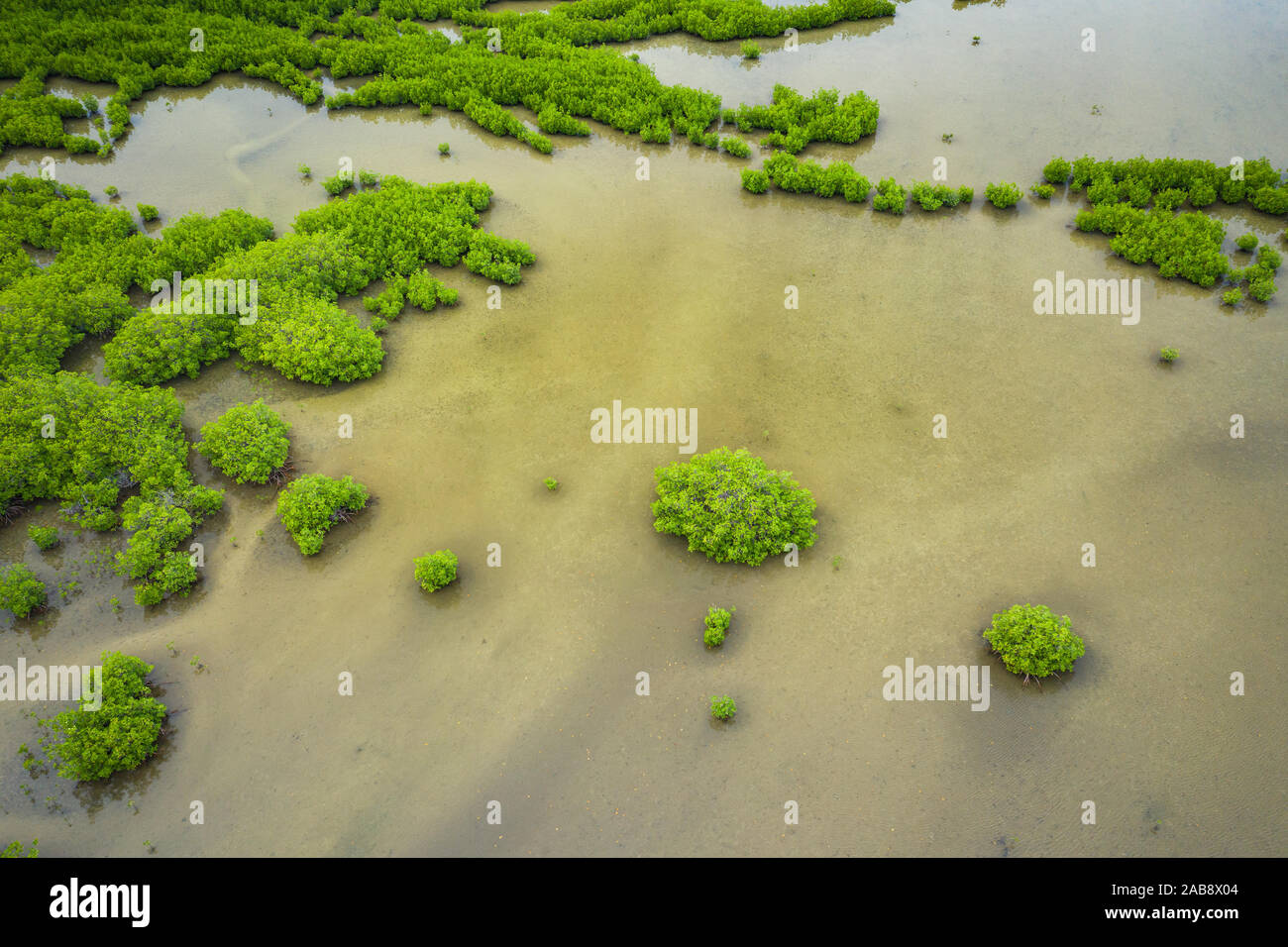 Senegal Mangroves. Aerial view of mangrove forest in the Saloum Delta ...