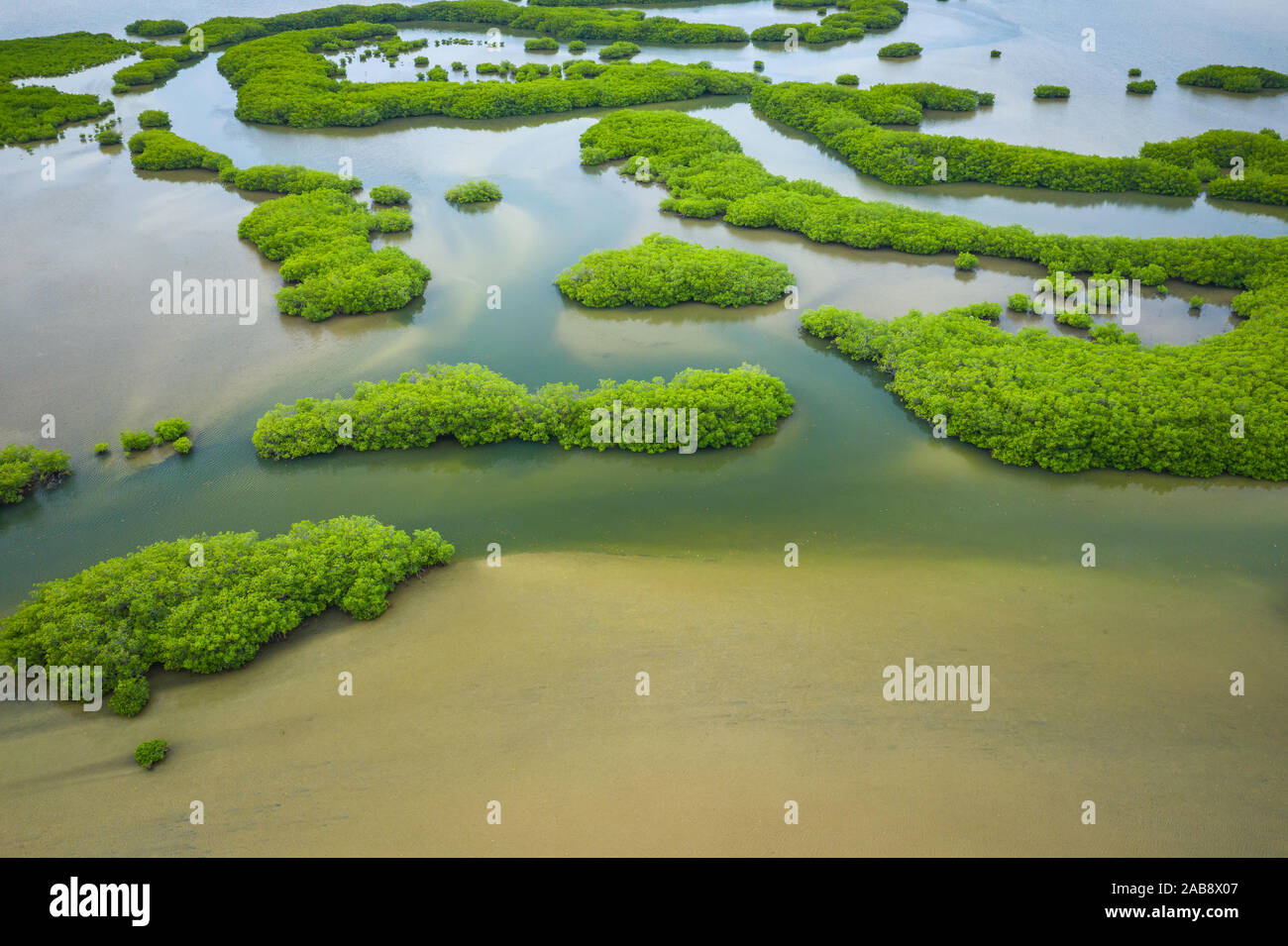 Senegal Mangroves. Aerial view of mangrove forest in the Saloum Delta ...
