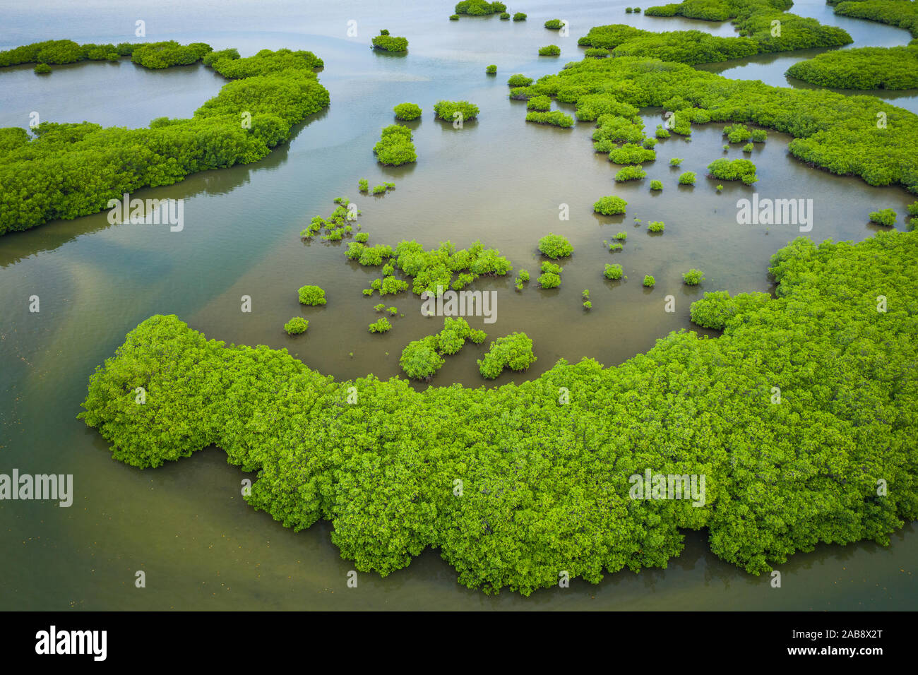 Senegal Mangroves. Aerial view of mangrove forest in the Saloum Delta ...
