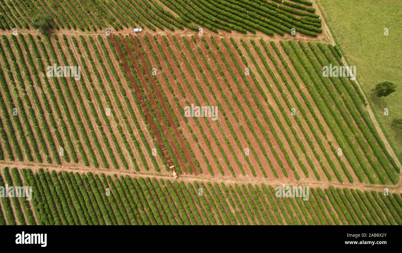 Plantation of coffee. Plantation of coffee and farm in South America ...