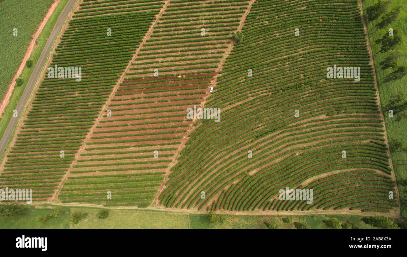 Plantation of coffee. Plantation of coffee and farm in South America ...
