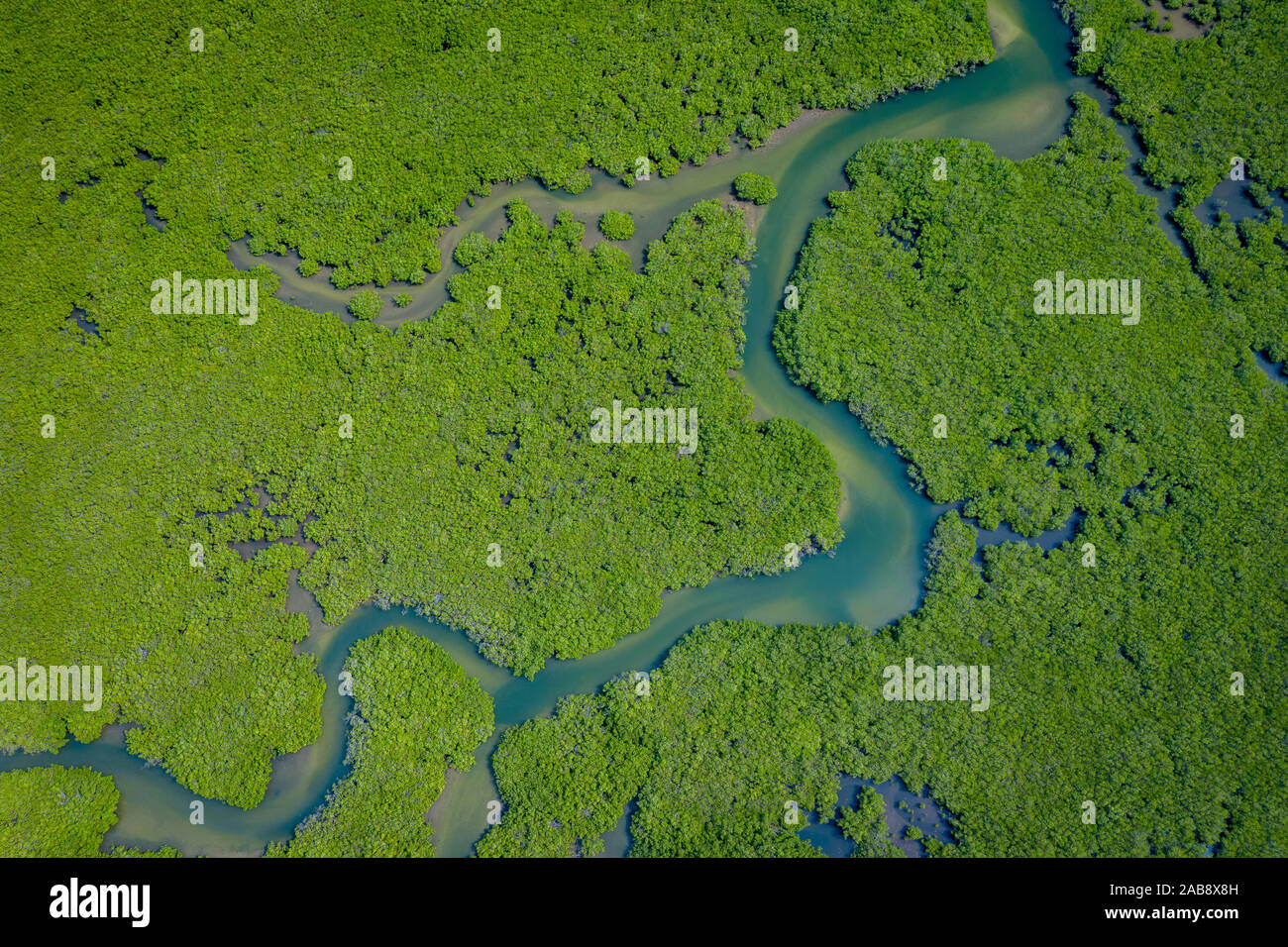 Senegal Mangroves. Aerial view of mangrove forest in the Saloum Delta ...
