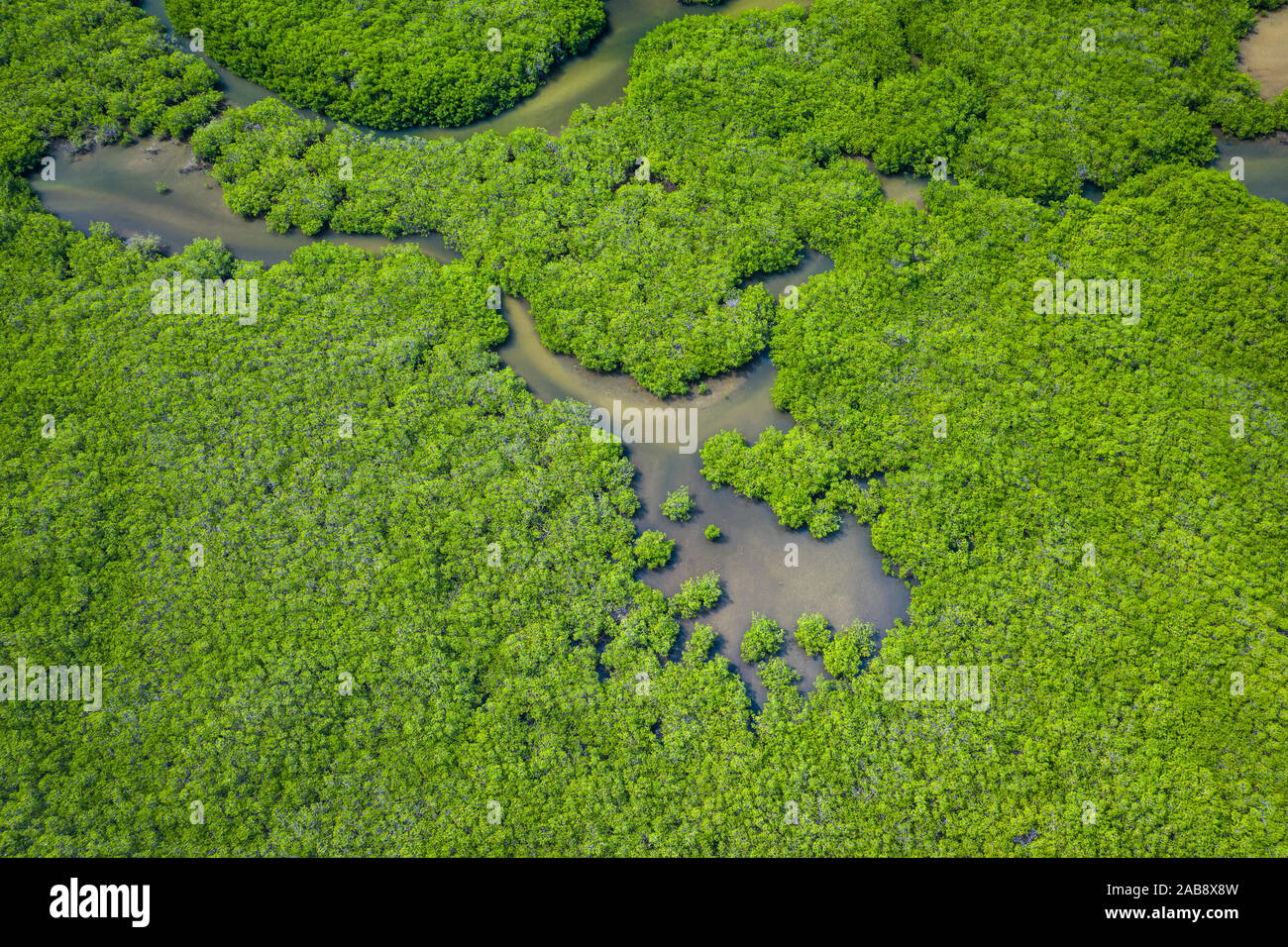 Senegal Mangroves. Aerial view of mangrove forest in the Saloum Delta ...
