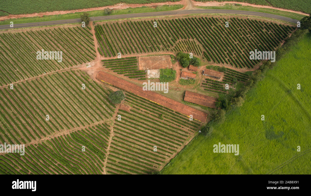 Coffee plantation farm in Brazil. Very simple house and a coffee ...