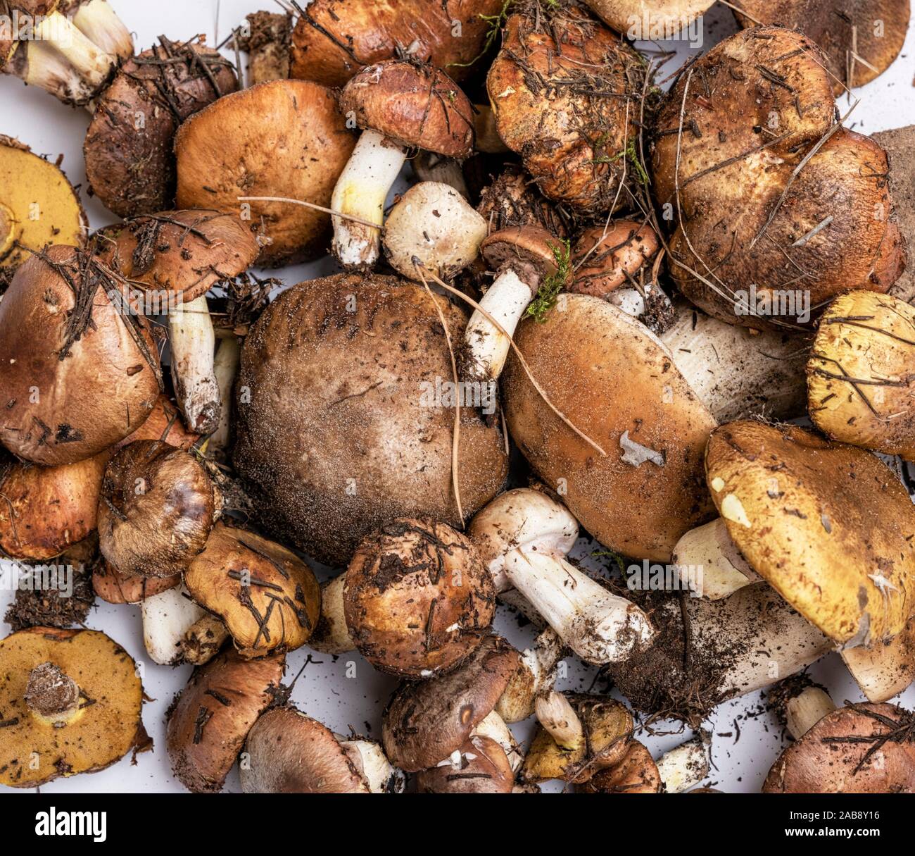 many fresh edible forest mushrooms Suillus luteus and Boletus edulis ...