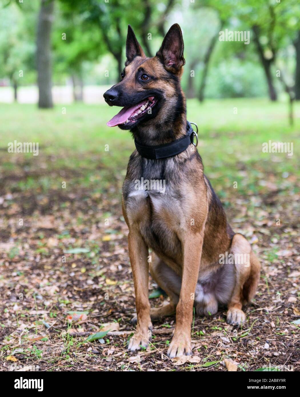 Belgian Malinois Standing High Resolution Stock Photography and Images ...