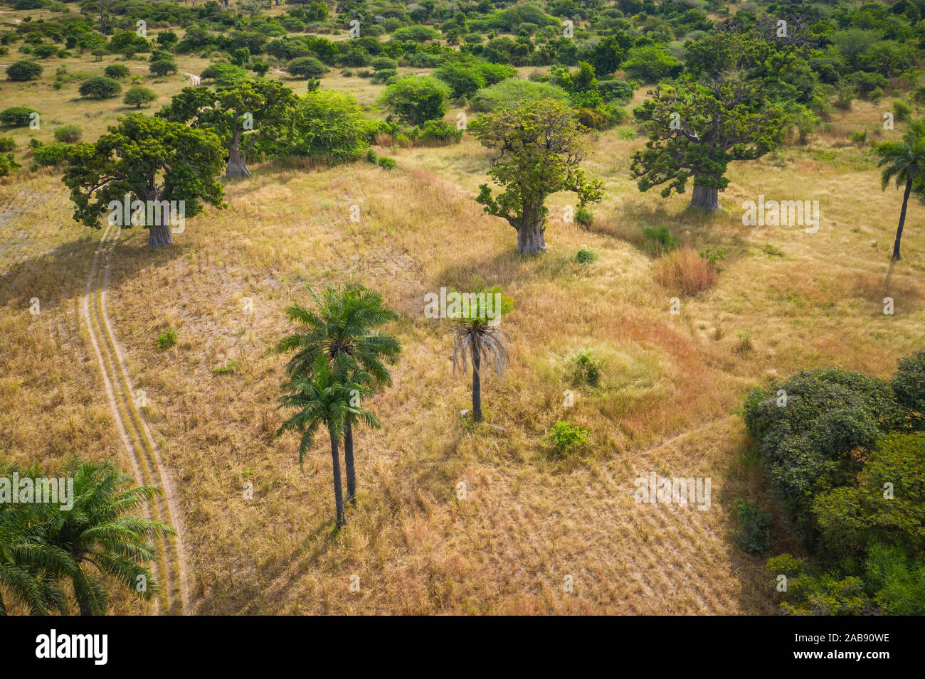 Aerial view of Baobab tree. Senegal. West Africa. Photo made by drone ...