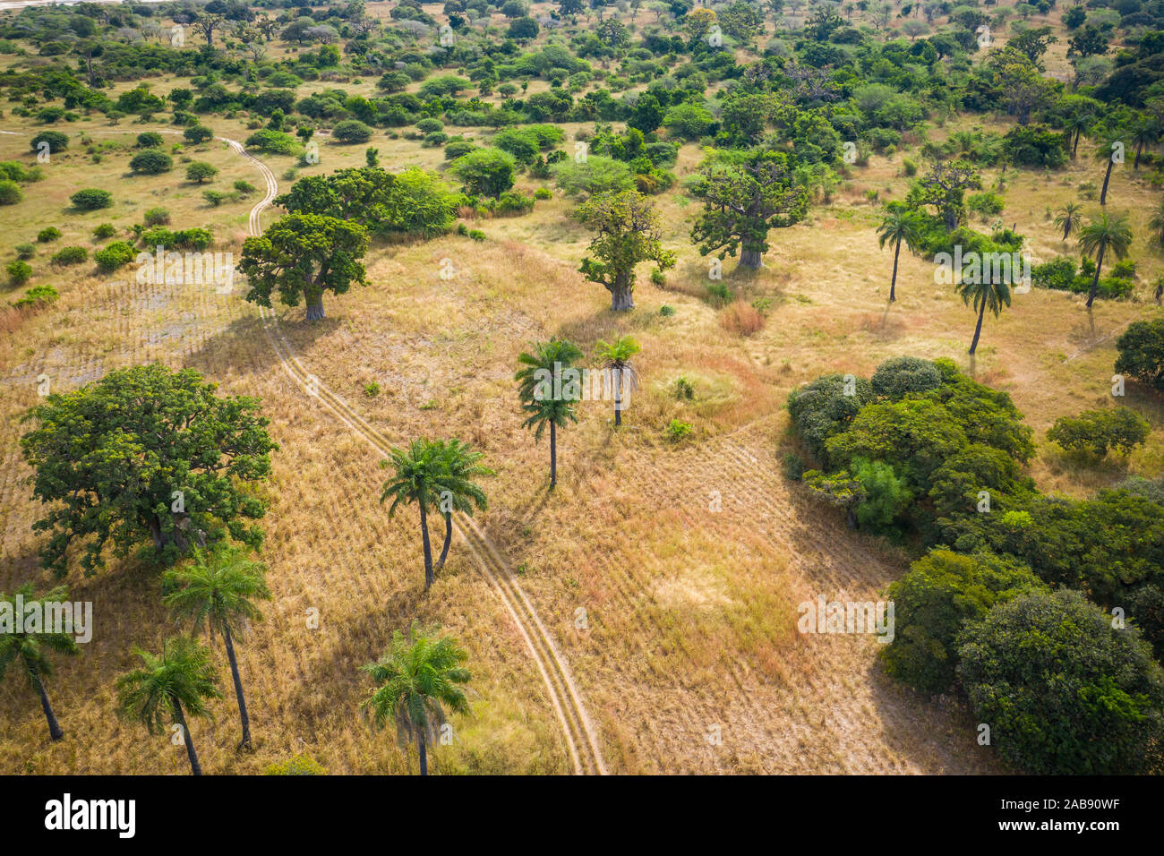 Aerial view of Baobab tree. Senegal. West Africa. Photo made by drone ...