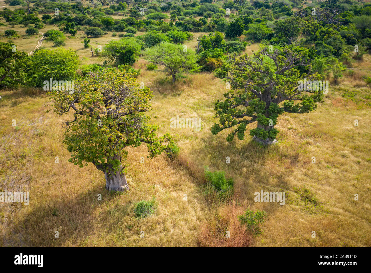 Aerial view of Baobab tree. Senegal. West Africa. Photo made by drone ...