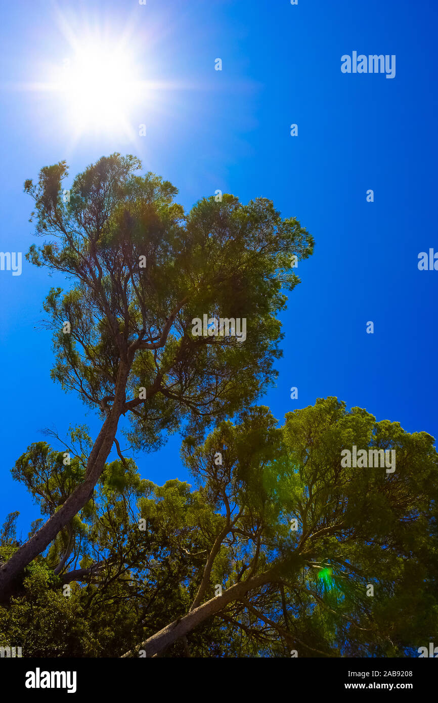 Maritime Pine curved tree, Pinus Pinaster mediterranean plant, on blue ...