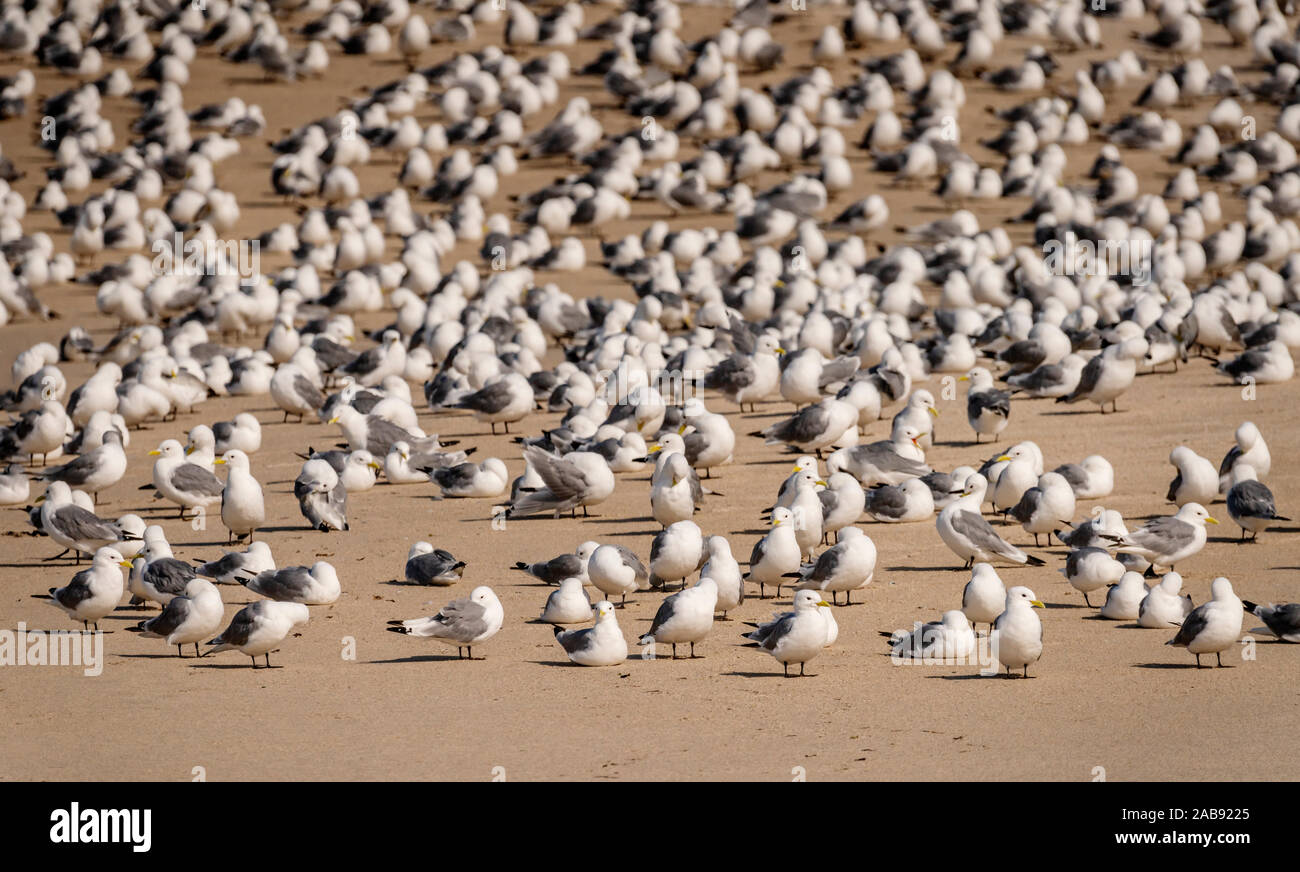 Flock of seagulls hi-res stock photography and images - Alamy