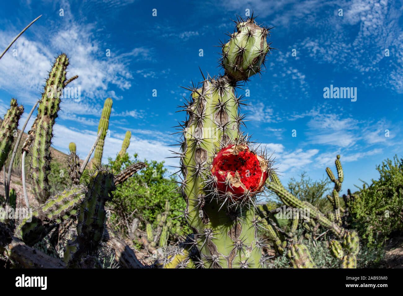 Worlds tallest cactus hi-res stock photography and images - Alamy