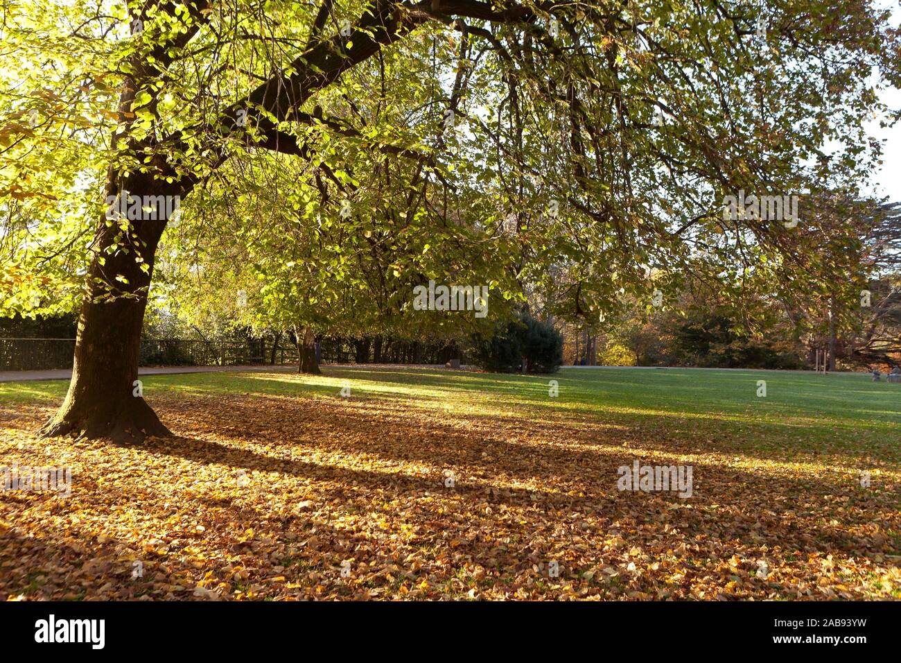 Golden Elm Tree High Resolution Stock Photography and Images - Alamy