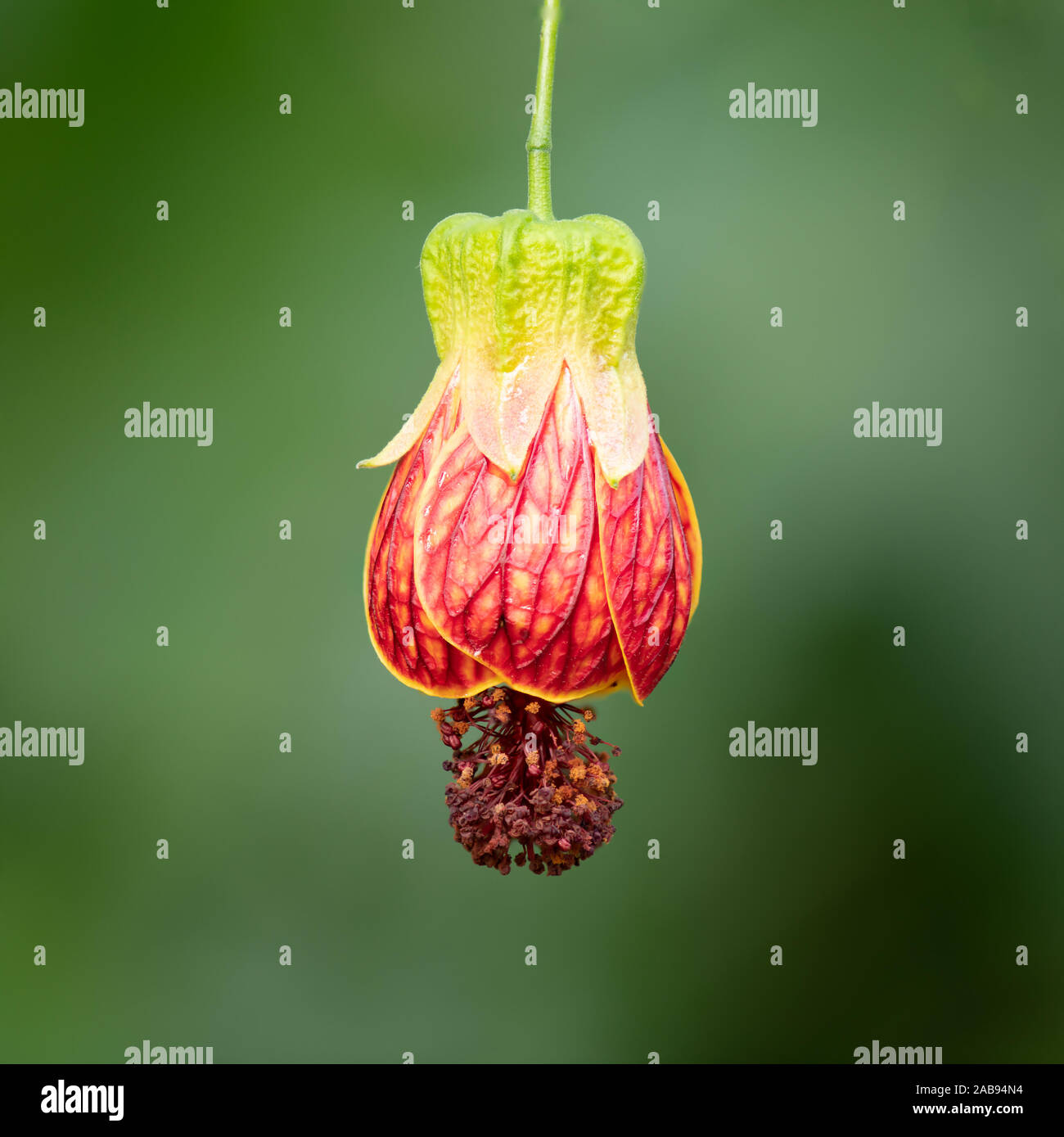 Red vein indian mallow hi-res stock photography and images - Alamy