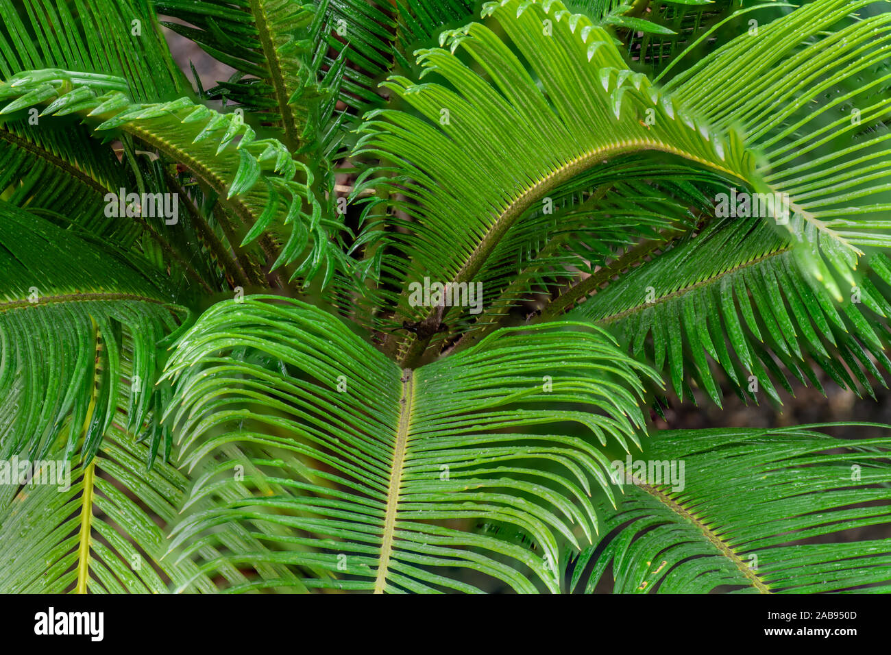 Family cycadaceae hi-res stock photography and images - Alamy