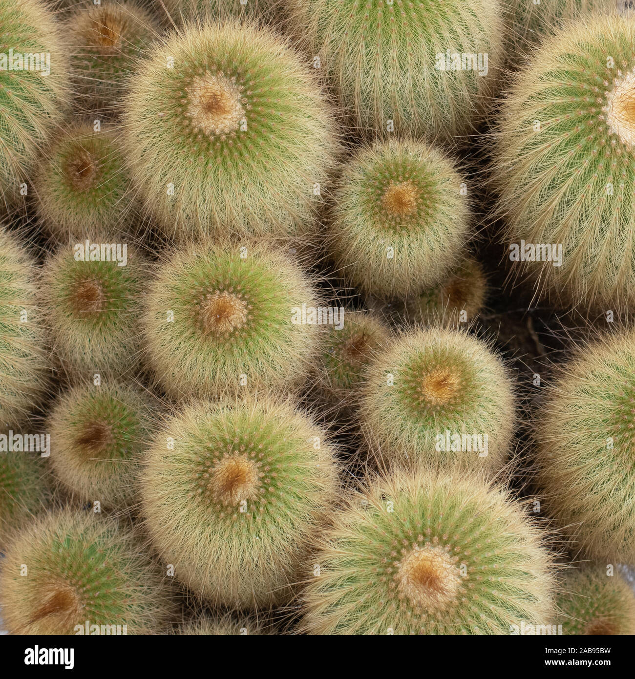 Parodia leninghausii is a species of South American cactus. Common ...