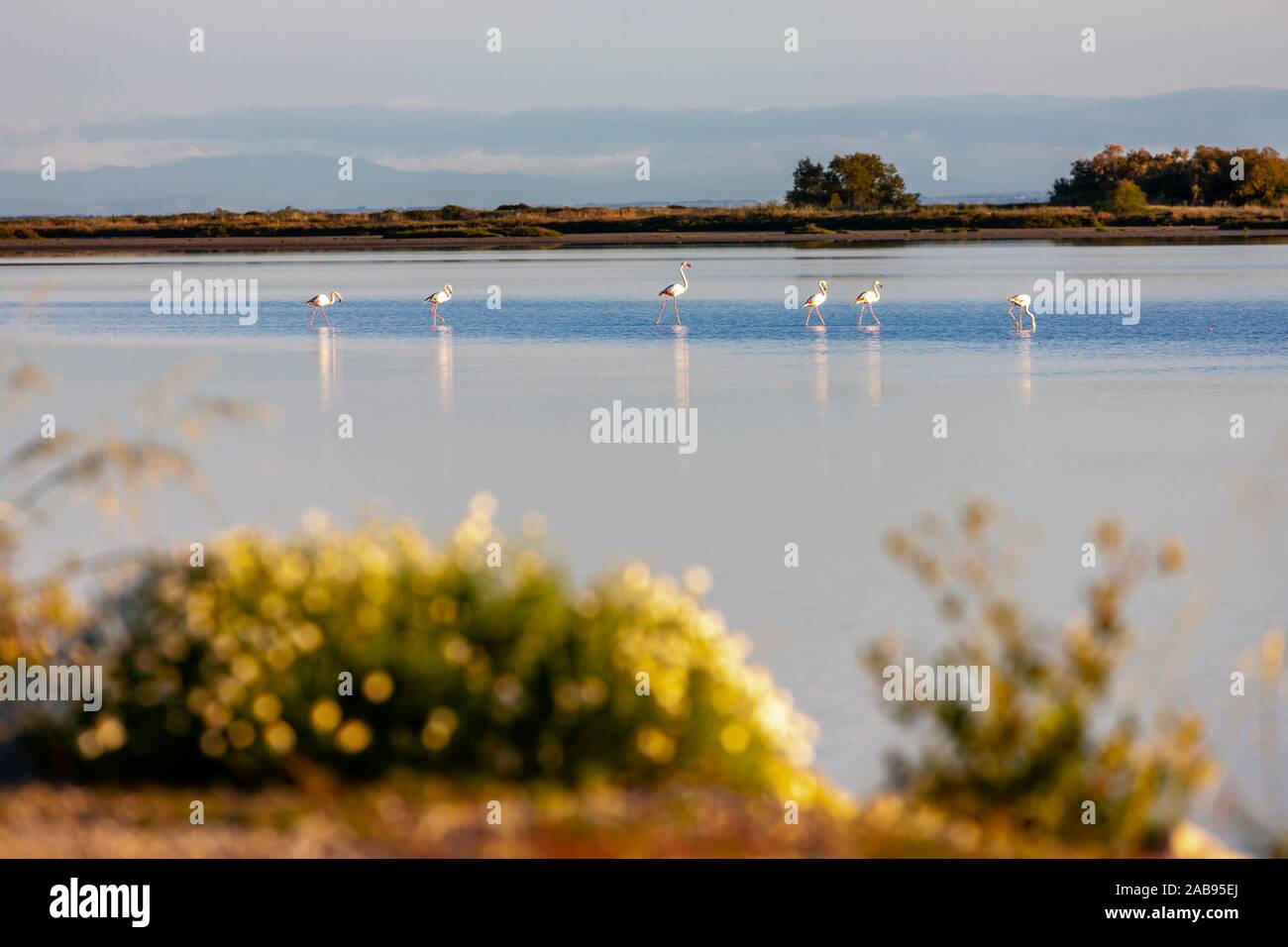 S camargue hi-res stock photography and images - Alamy