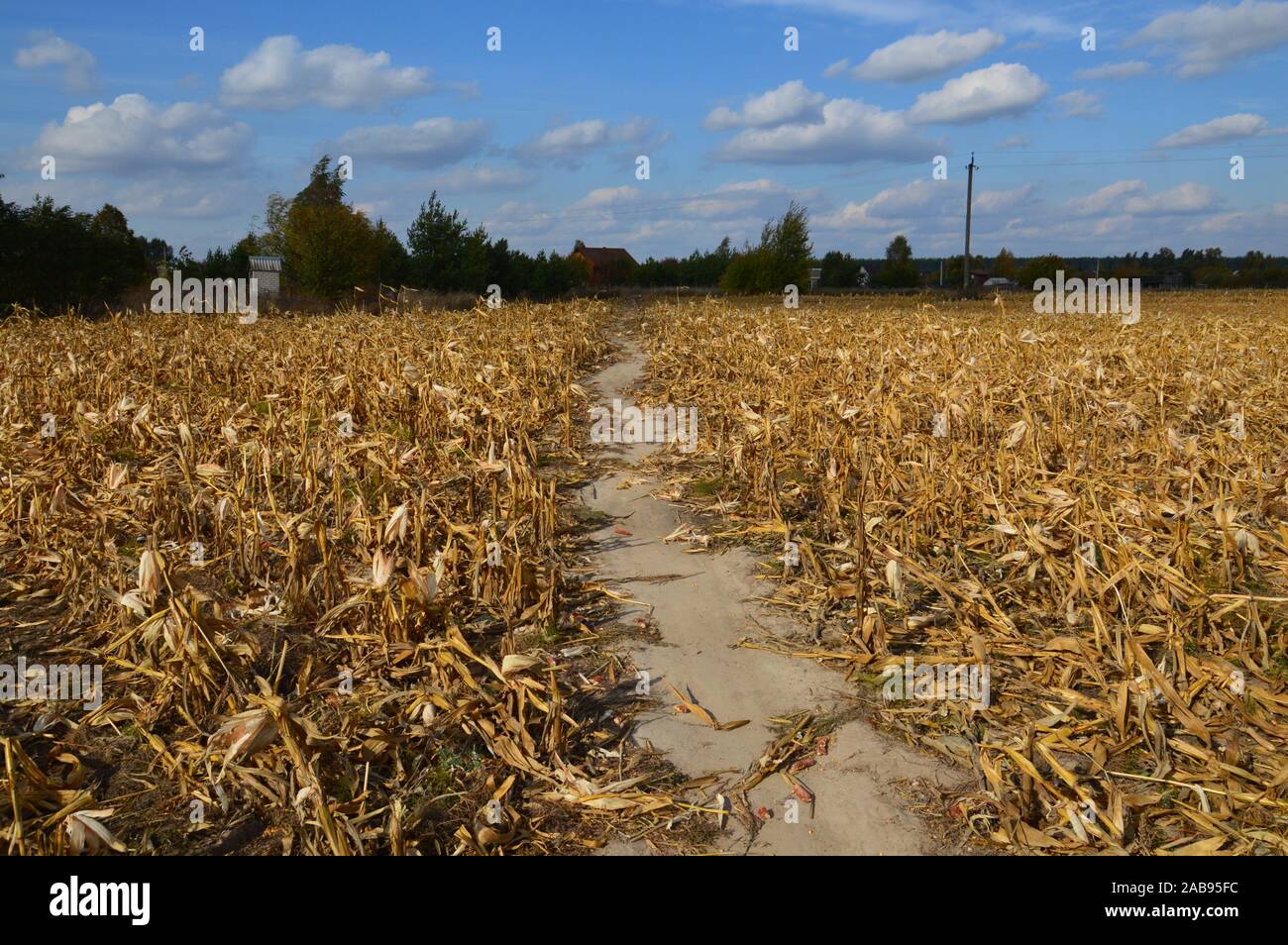 Corn field top view High Resolution Stock Photography and Images - Alamy