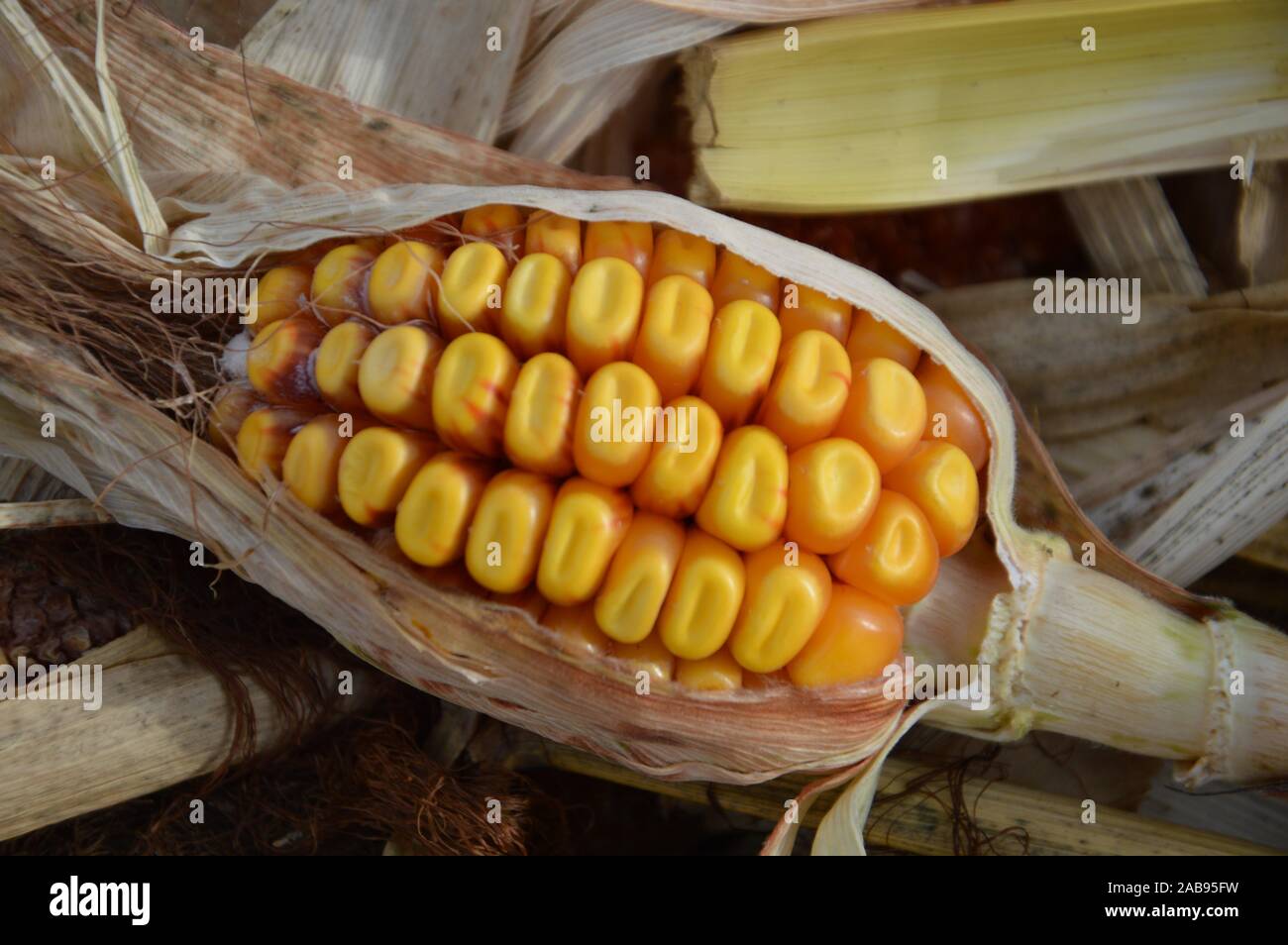 Kachan High Resolution Stock Photography and Images - Alamy