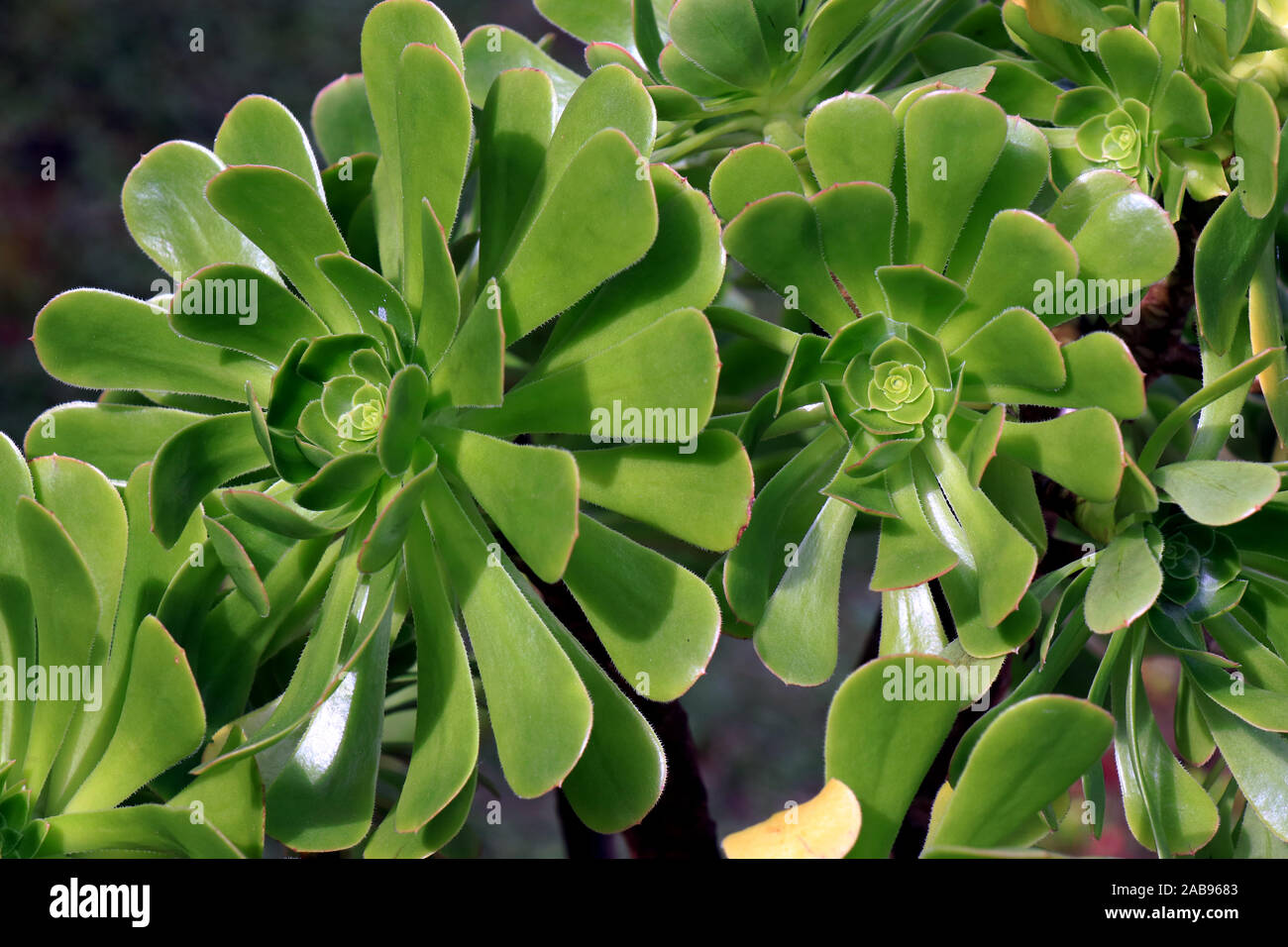 Aeonium arboreum, green succulent, close-up. Fresh green rosettes of ...