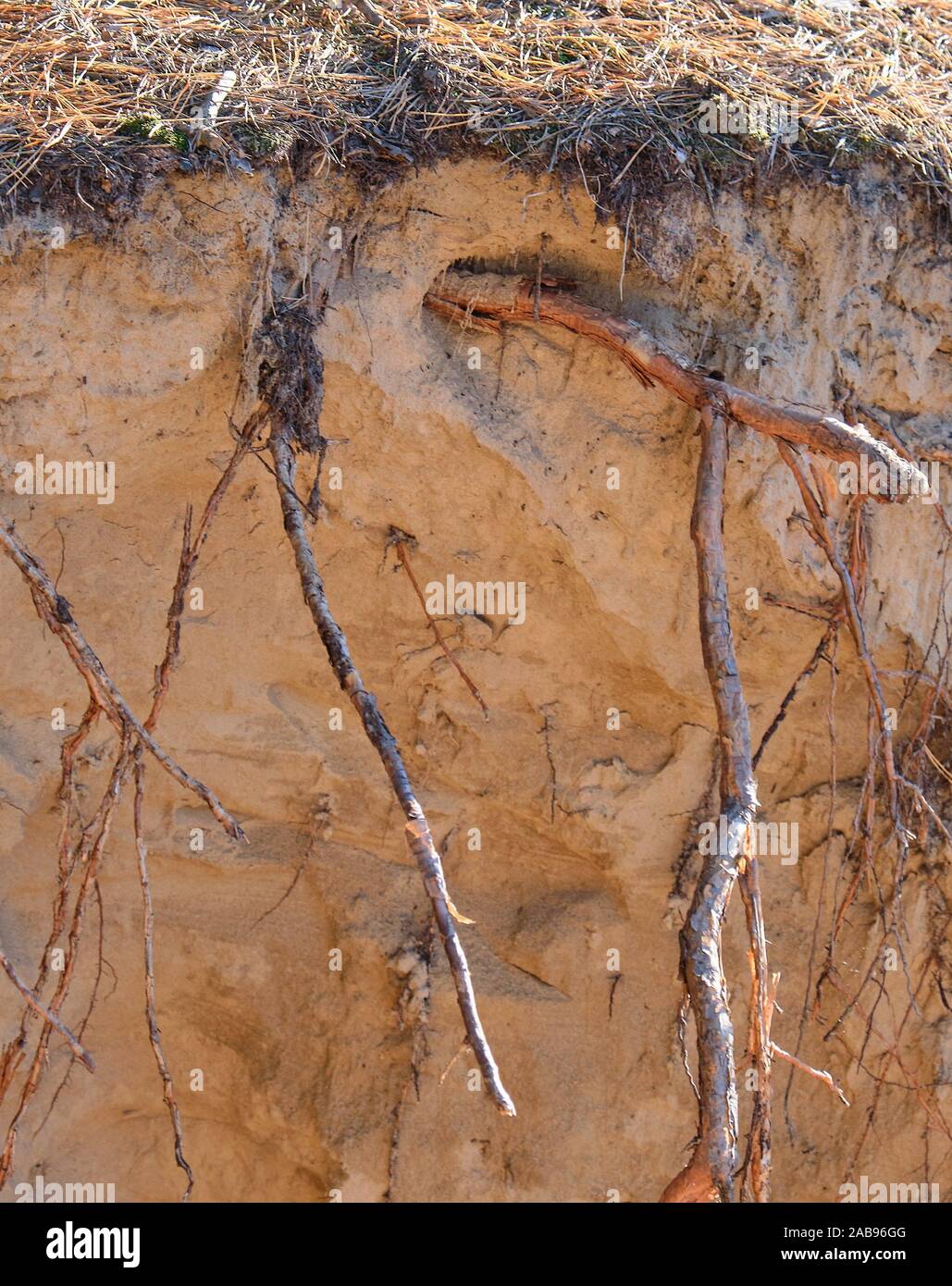 Tree roots sticking out of the sand hi-res stock photography and images ...